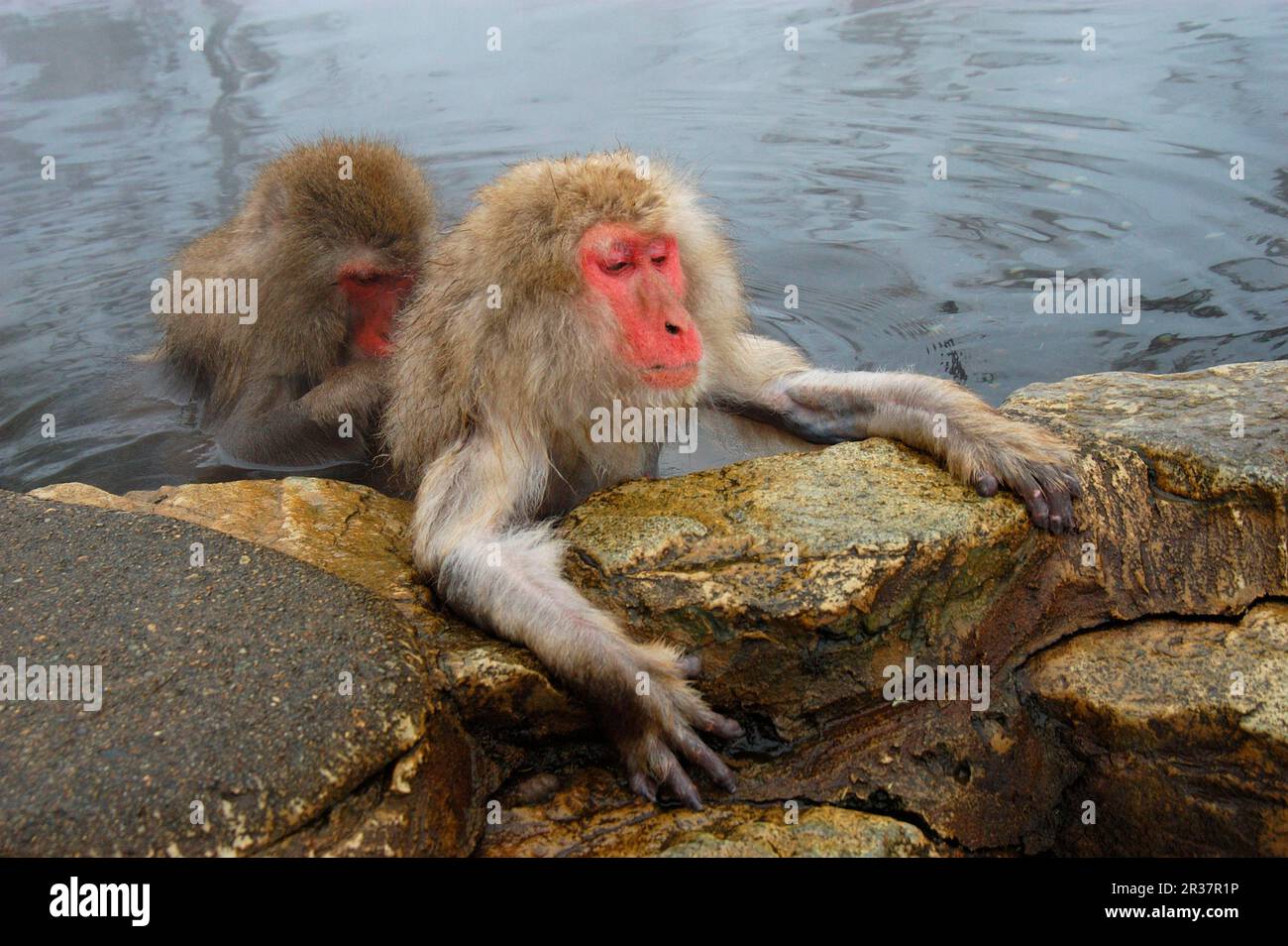 Red-faced macaque, Red-faced macaque, japanese macaque (Macaca fuscata), Snow monkey, Snow ...