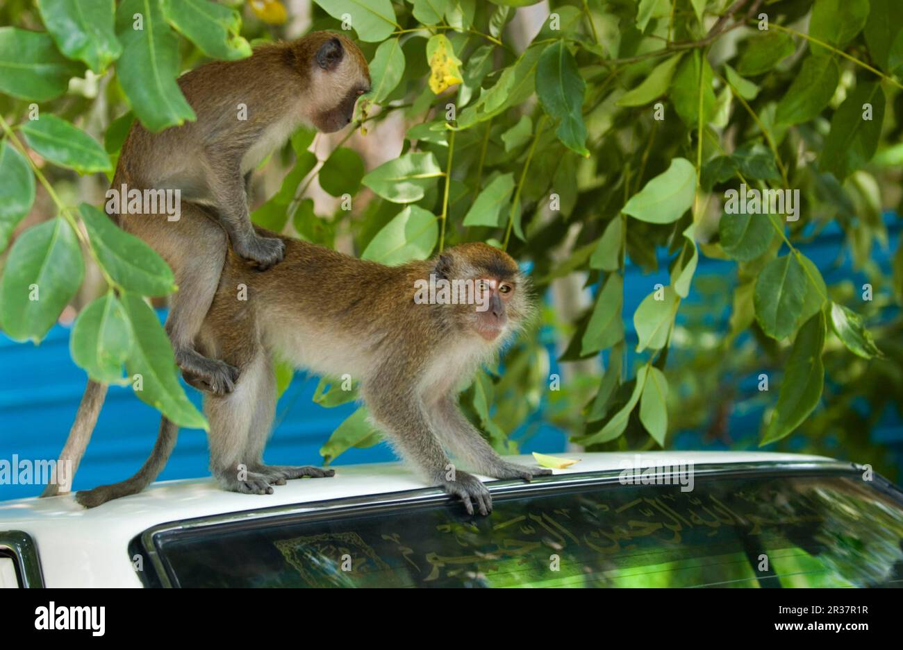 Crab-eating macaques (Macaca fascicularis), Javanese monkeys, Long ...
