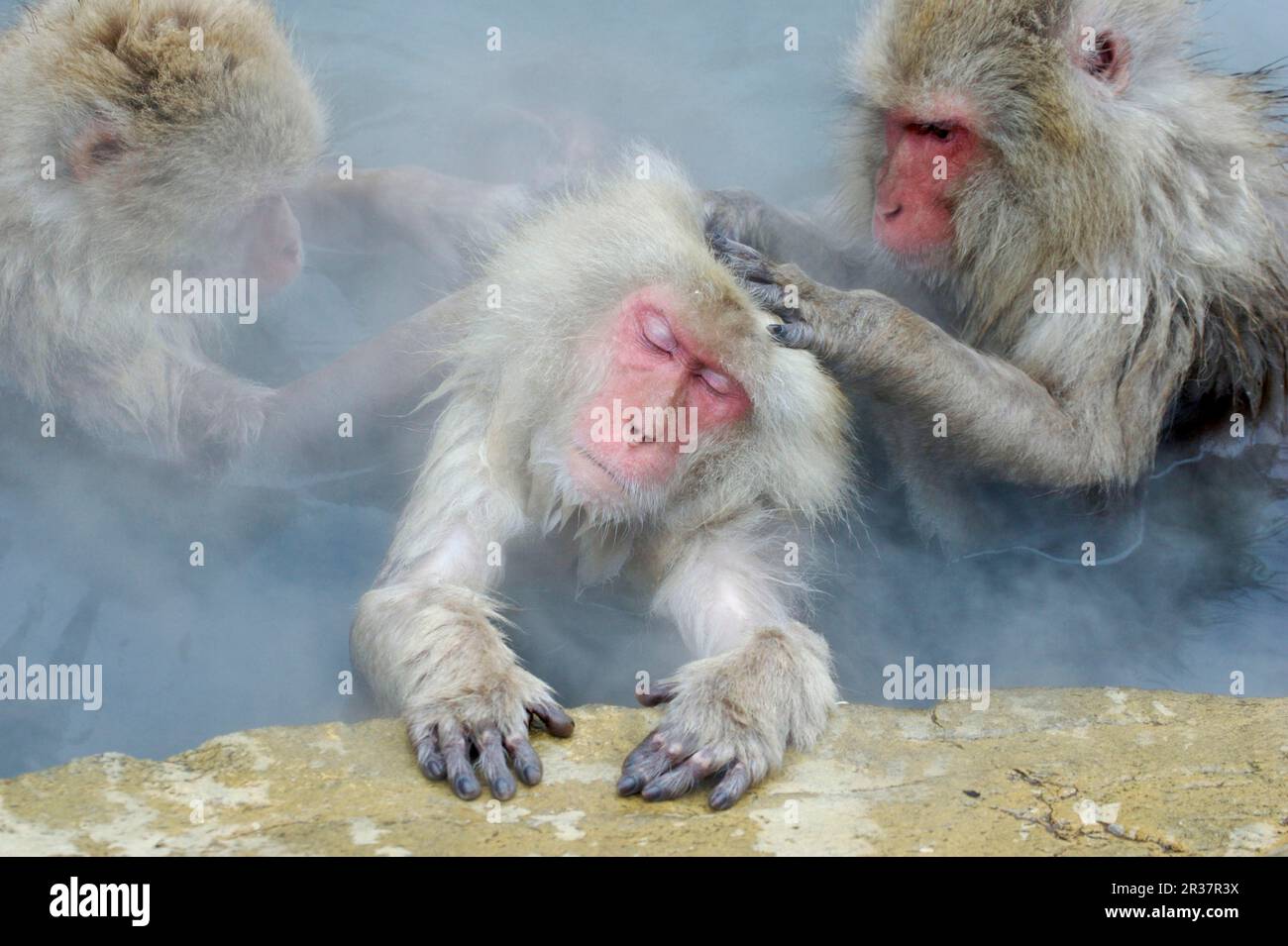 Red-faced macaque, red-faced macaque, japanese macaque (Macaca fuscata ...
