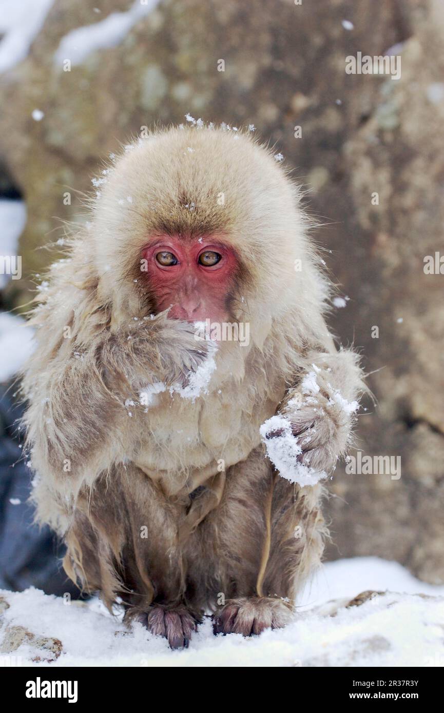 Japanese macaque feeding hi-res stock photography and images - Alamy
