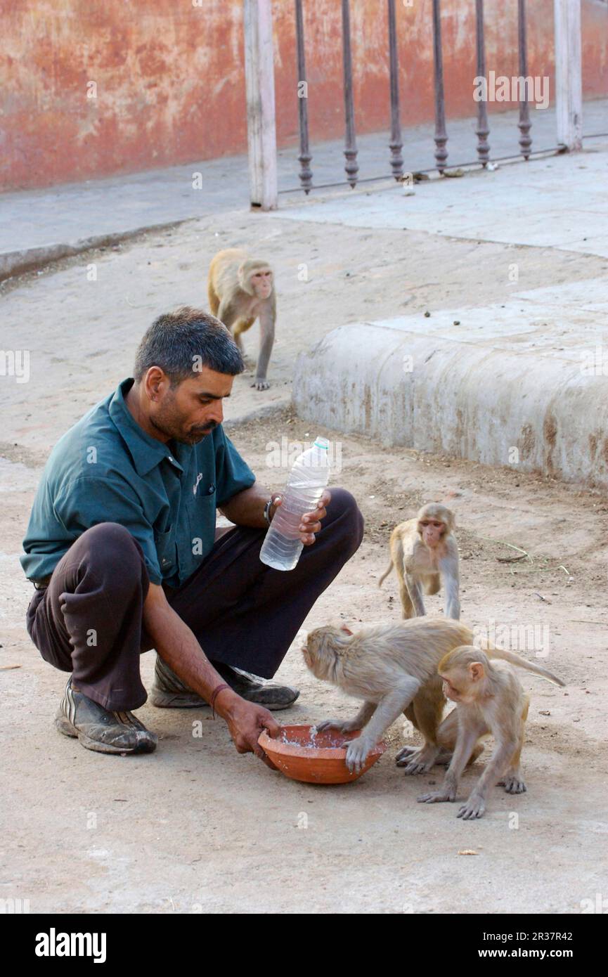 God hanuman rajasthan india hi-res stock photography and images - Alamy