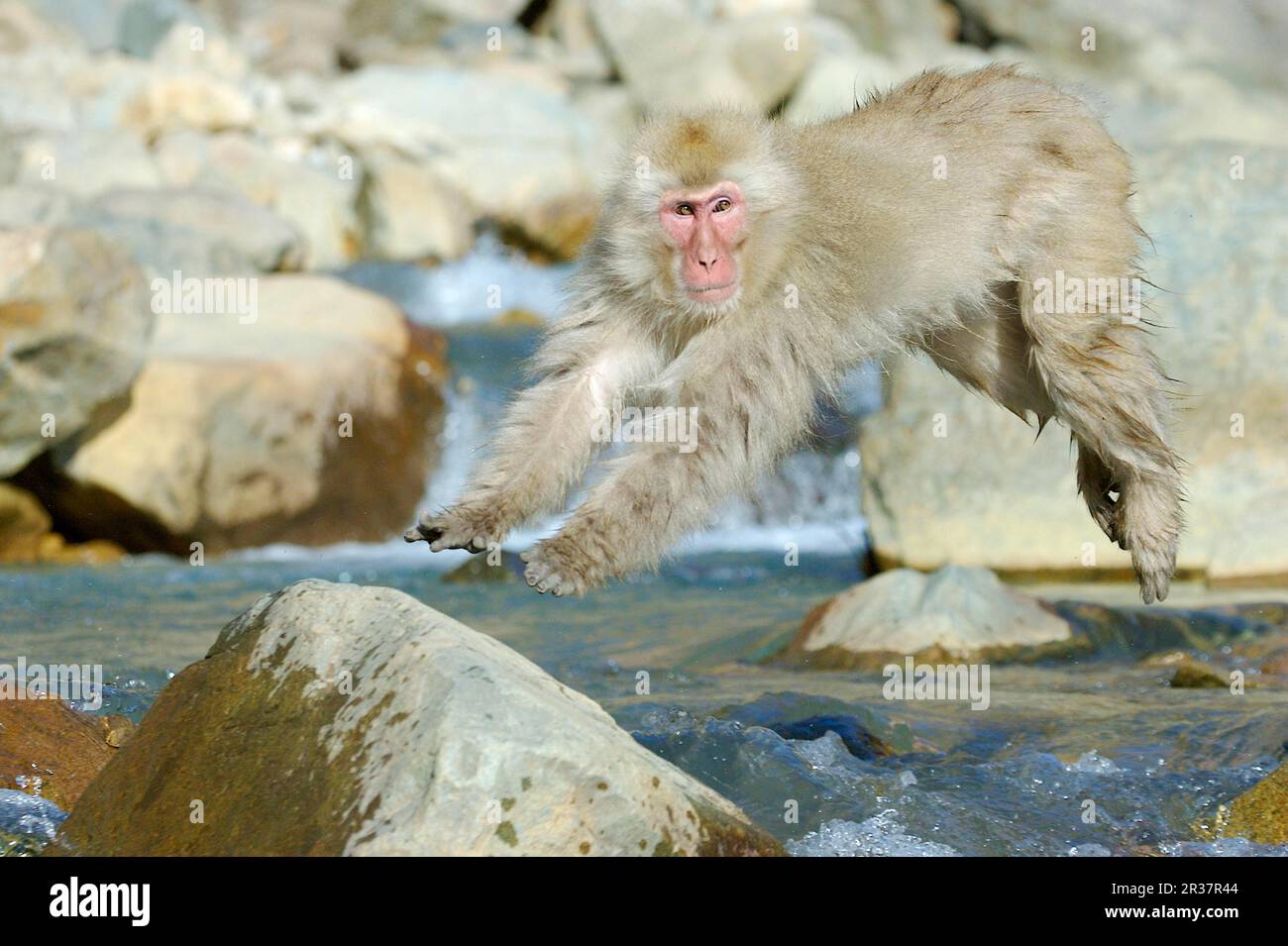 Red-faced macaque, red-faced macaque, japanese macaque (Macaca fuscata ...