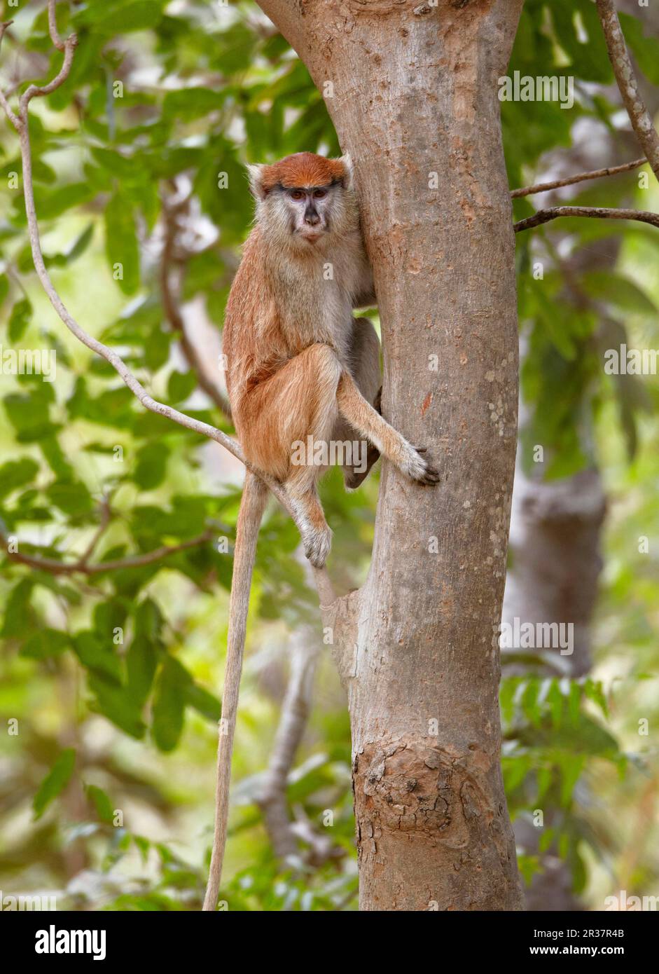 Patas monkey (Eythrocebus patas), adult female, sitting on a tree, near ...