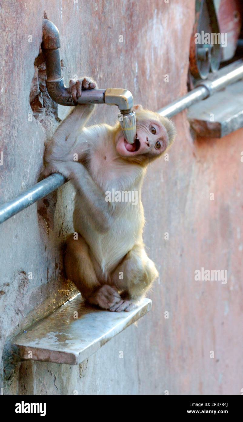 Funny macaque hi-res stock photography and images - Alamy