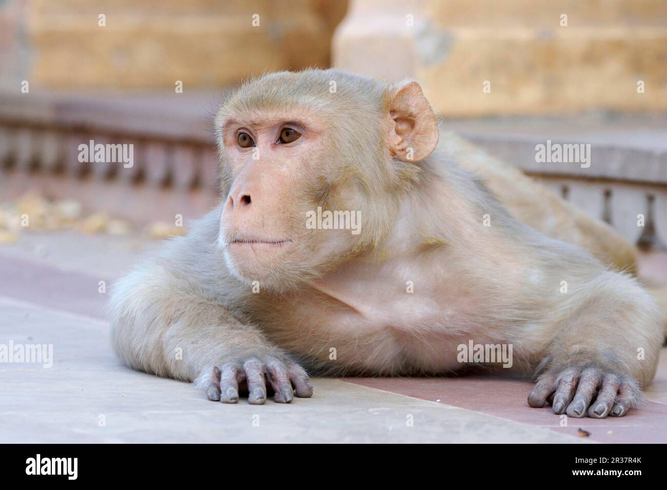 Rhesus macaque (Macaca mulatta) adult, resting, Krishna Temple, Jaipur City, Rajasthan, India ...