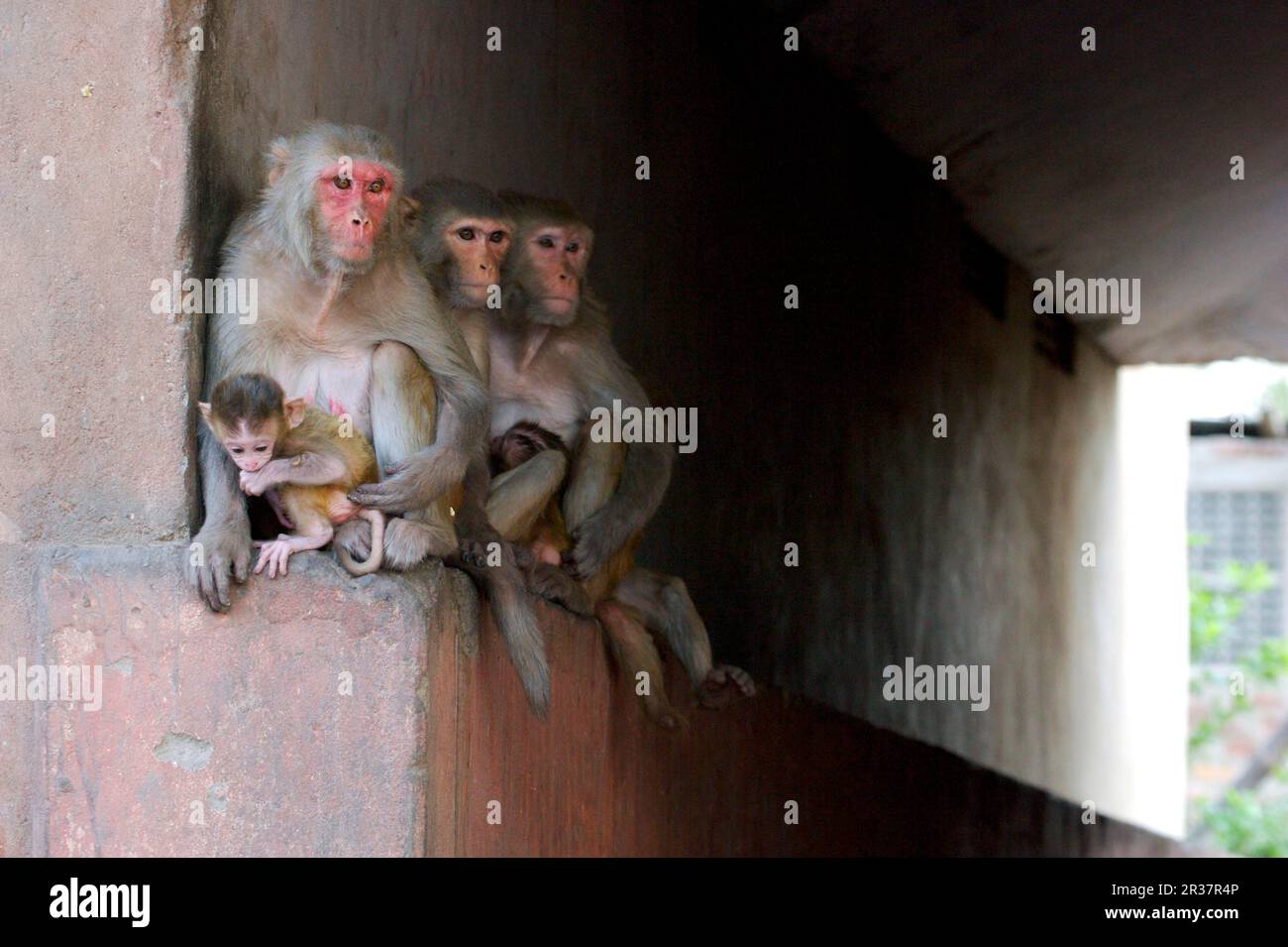 Child sitting on ledge hi-res stock photography and images - Alamy
