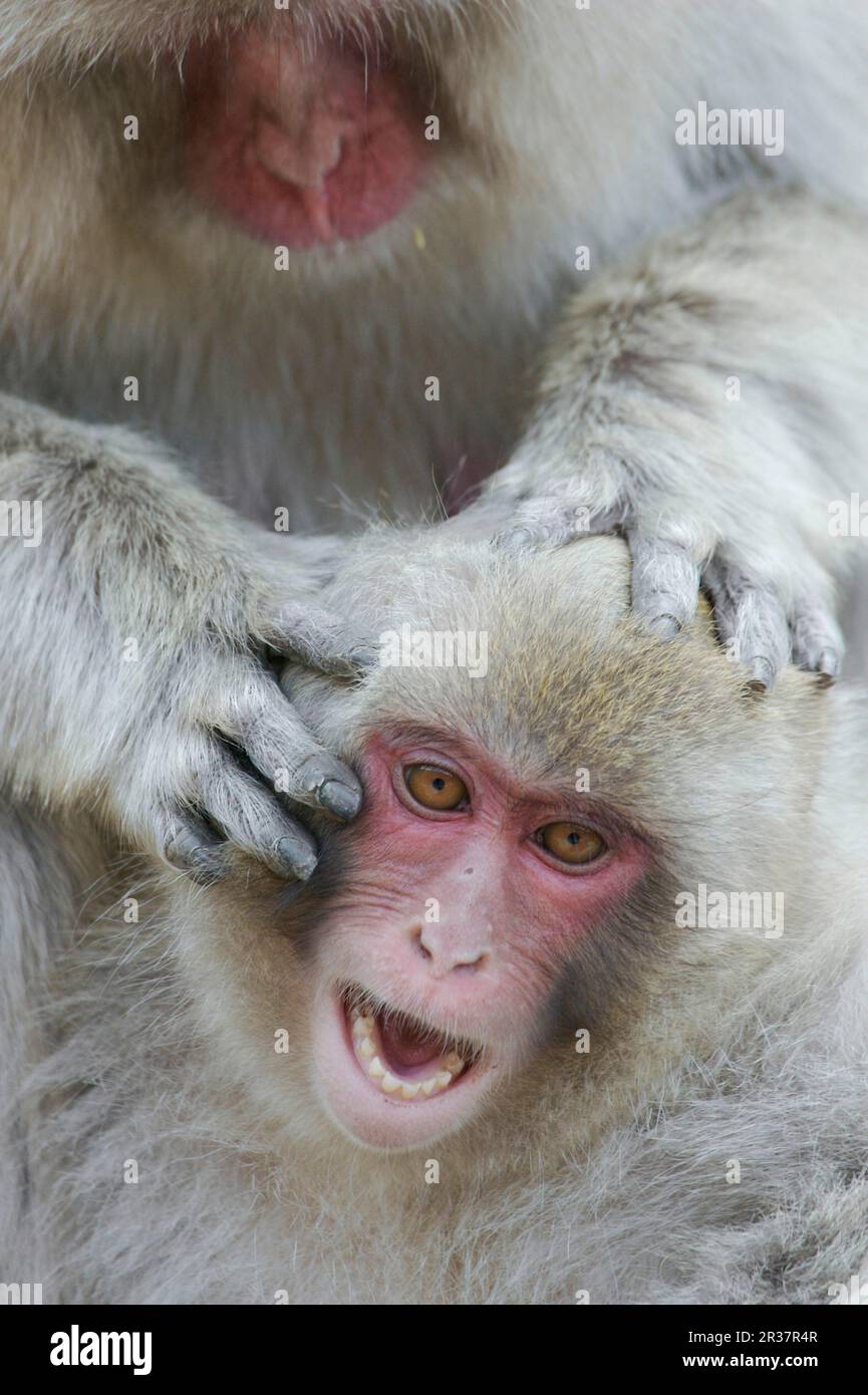 Red-faced macaque, Red-faced macaque, japanese macaque (Macaca fuscata ...