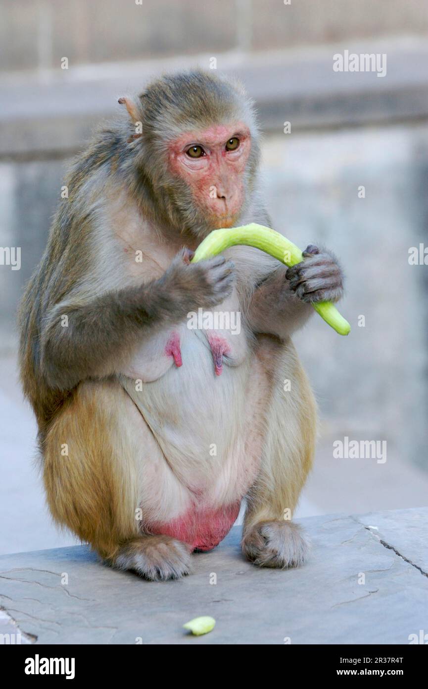Rhesus macaque (Macaca mulatta) adult, feeds on food, sacrifices to the ...