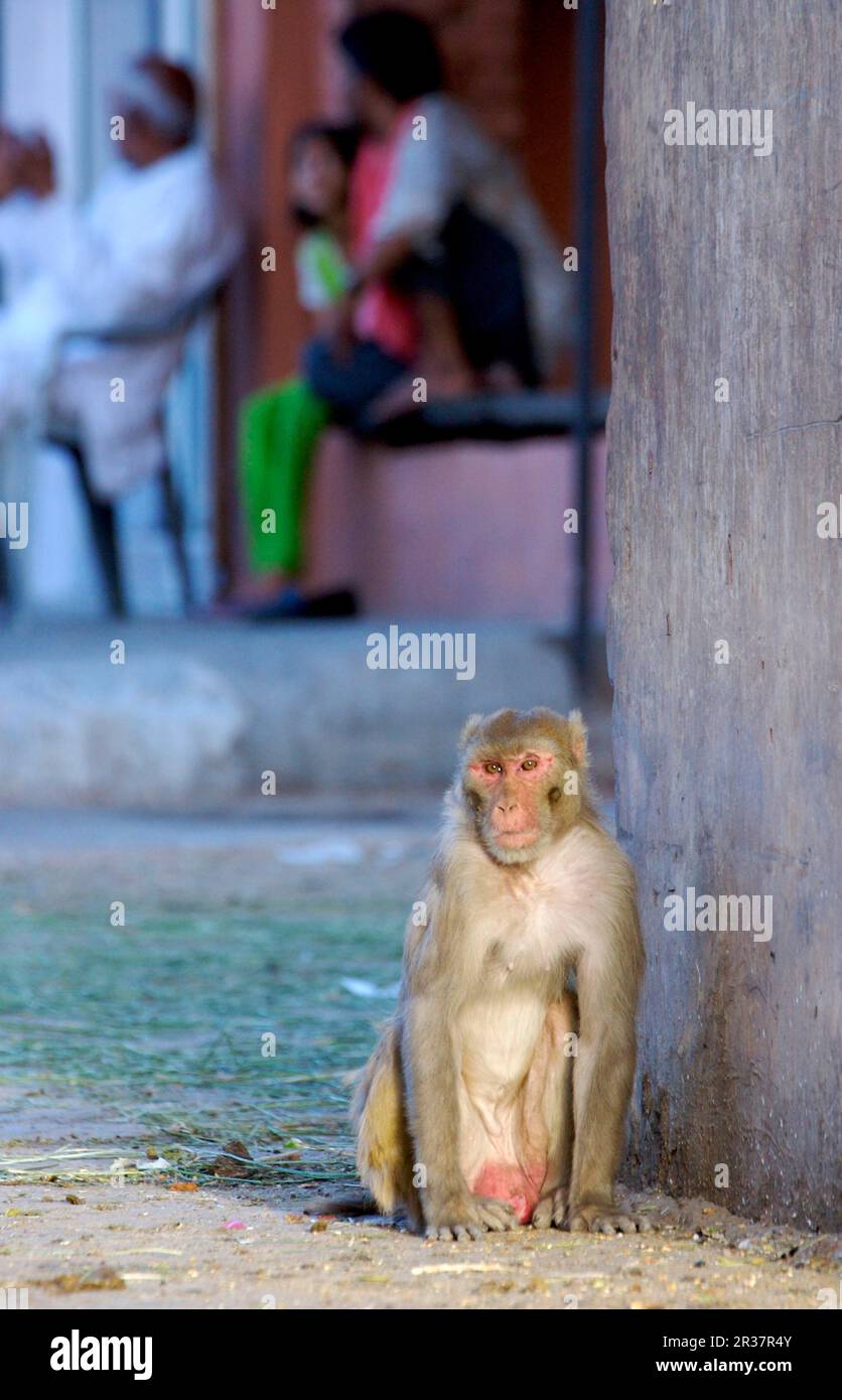 Rhesus macaque (Macaca mulatta), adult, sitting on the street, Jaipur ...
