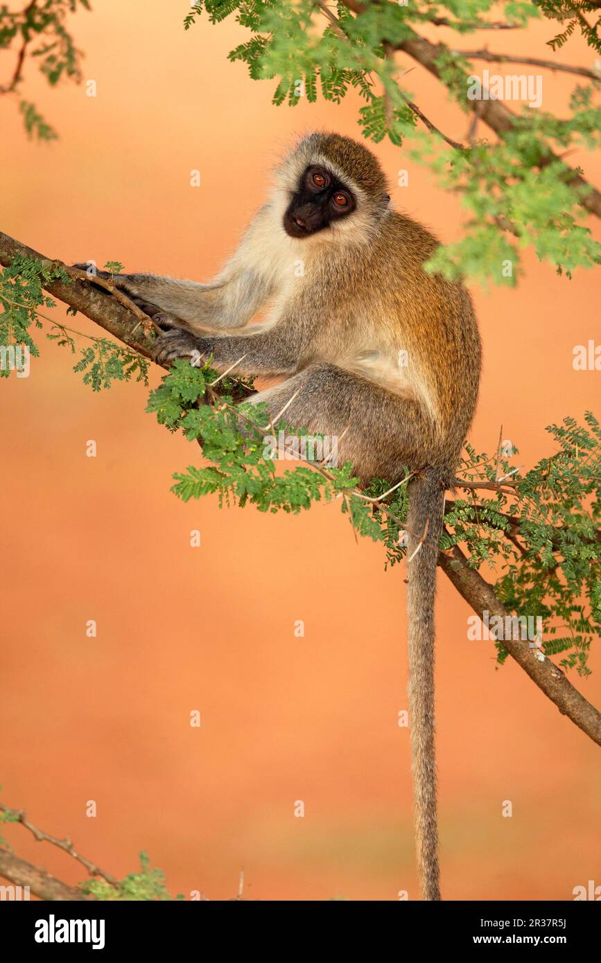 Vervet monkey (Chlorocebus aethiops) adult, sitting in acacia, Ethiopia ...