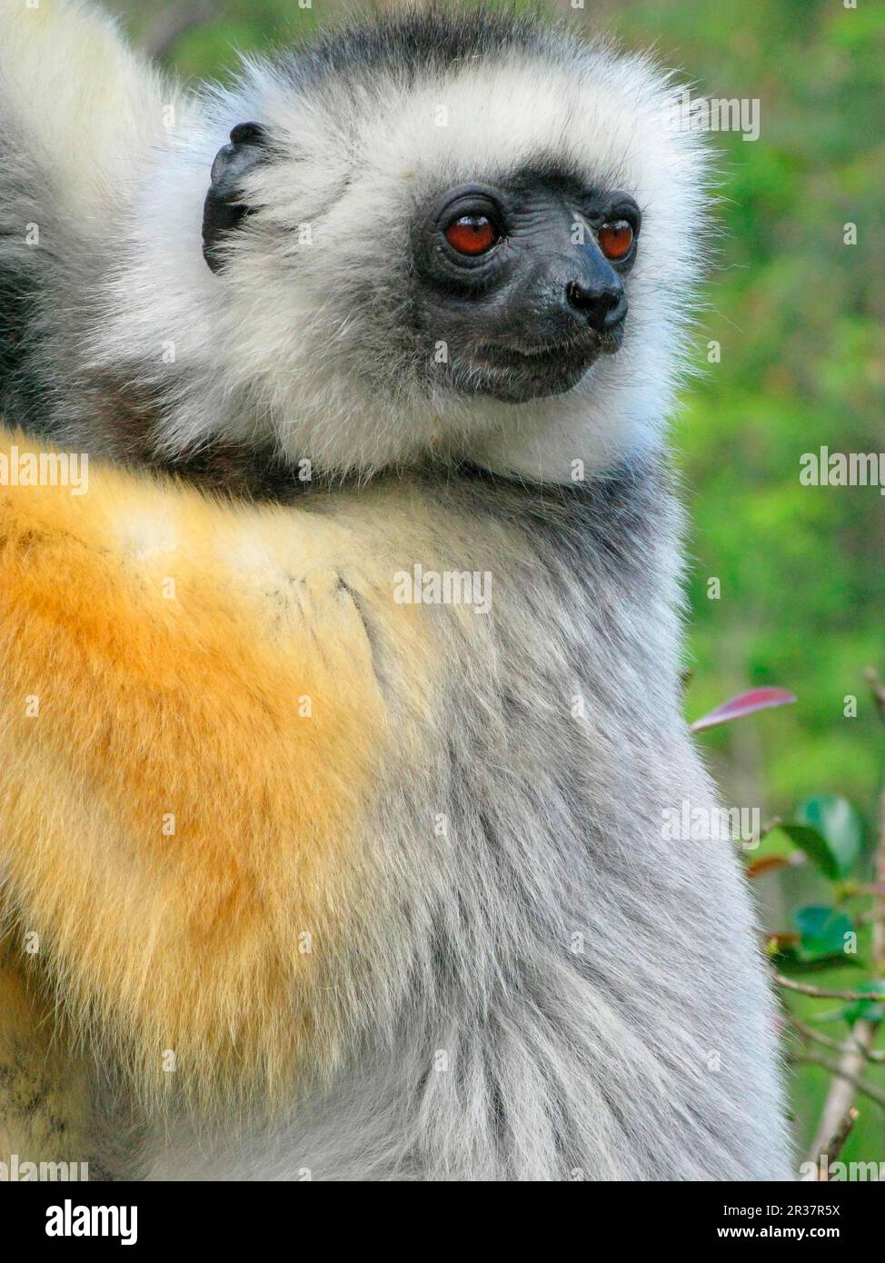 Diadem diademed sifaka (Propithecus diadema) adults, Andasibe ...