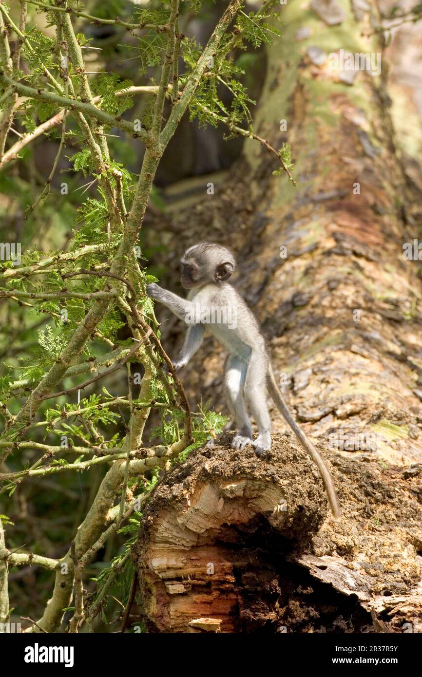 Black-faced Vervet Monkey (Cercopithecus aethiops), young Stock Photo ...