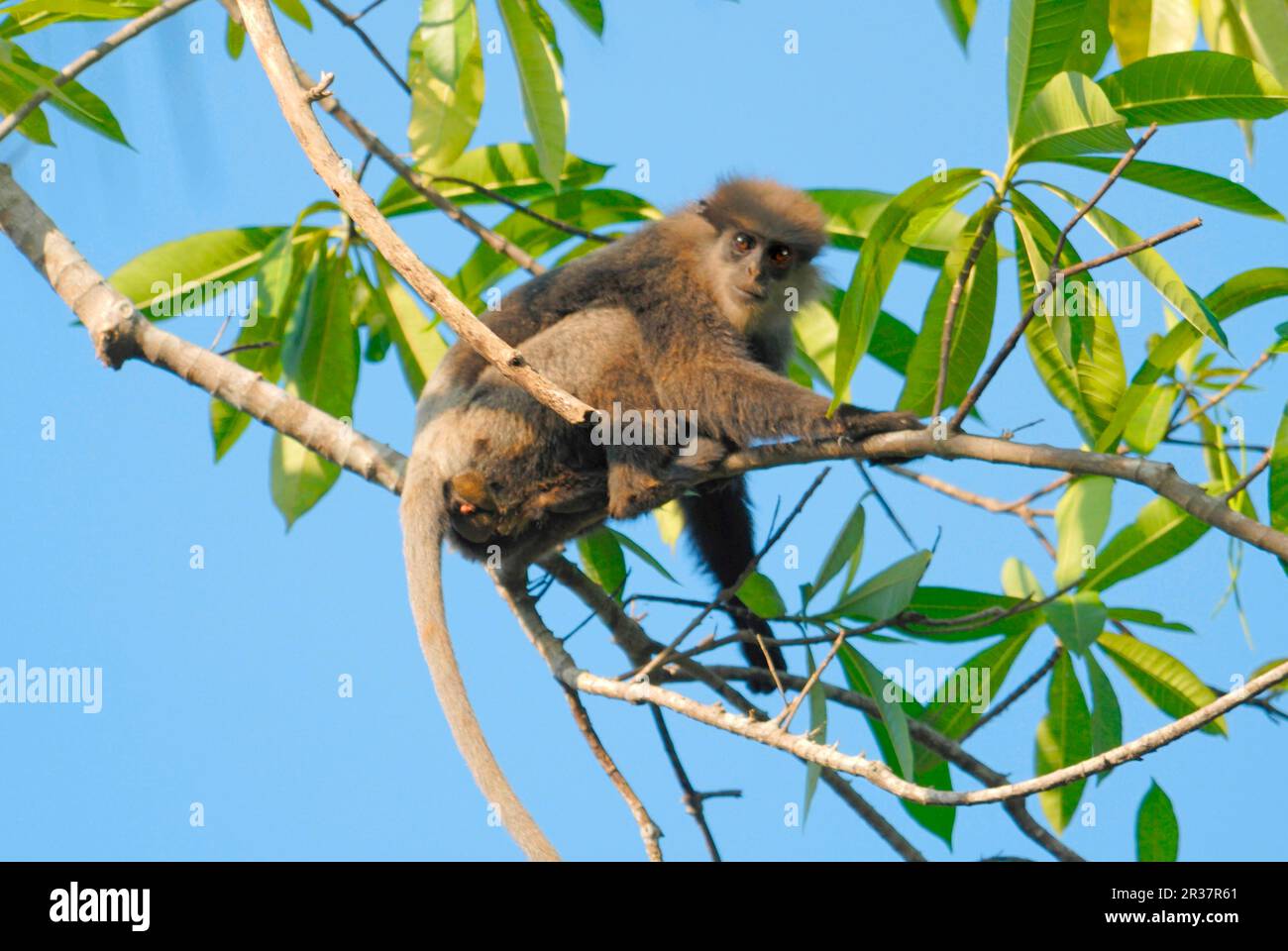 Purple-faced Langur (Trachypithecus vetulus) adult, sitting in tree top ...