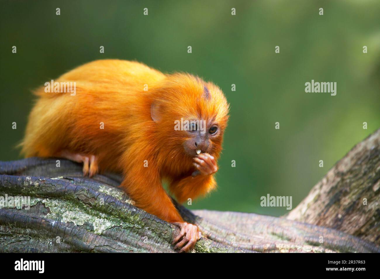 Leontopithecus rosalia, golden lion tamarin, golden yellow lion tamarin ...