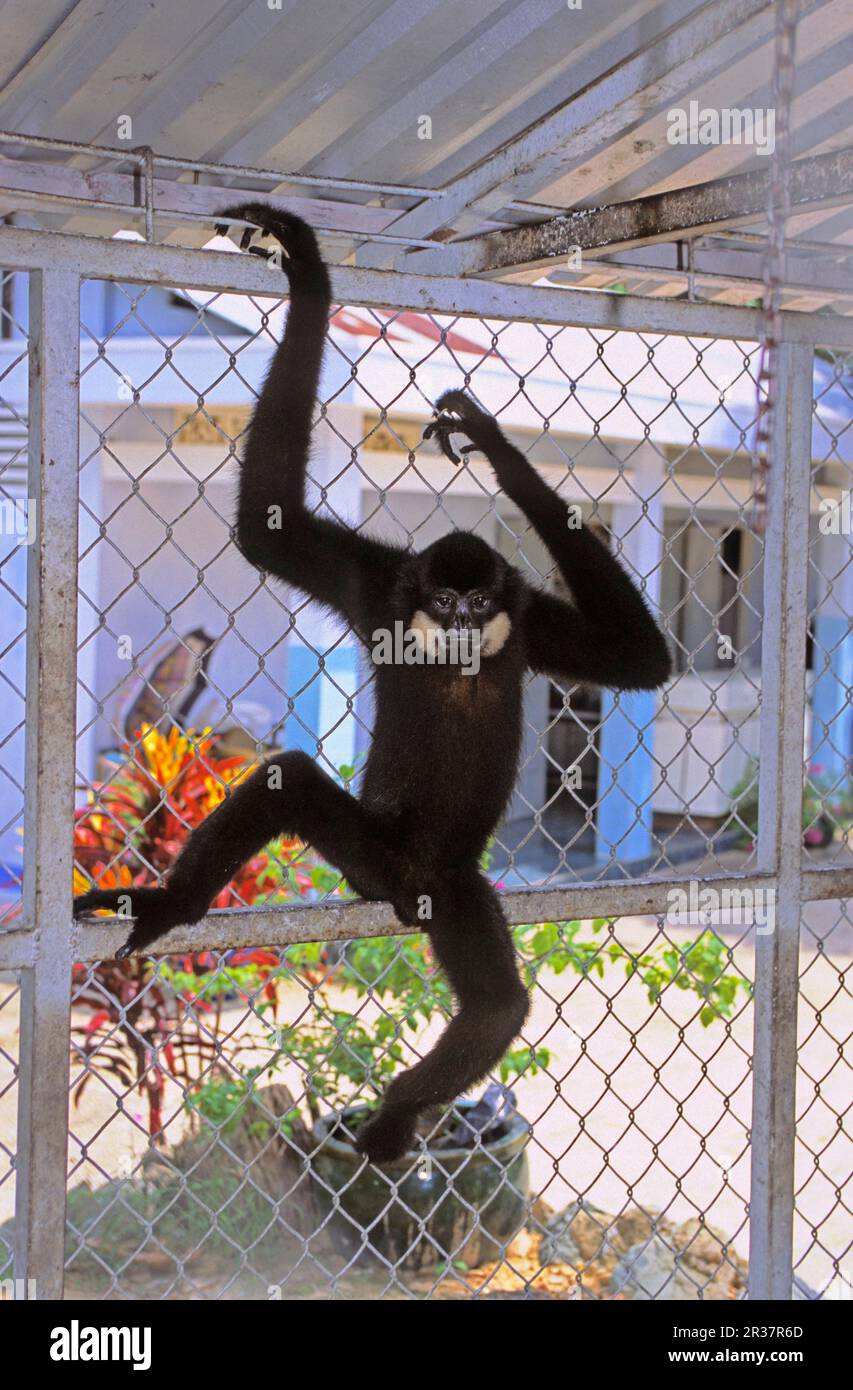 Yellow-cheeked gibbon, Yellow-cheeked Gibbon, Yellow-cheeked Gibbons ...