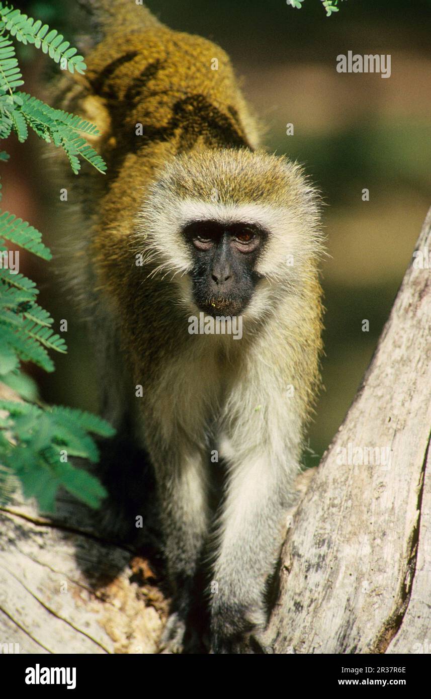 Chlorocebus aethiops, Copithecus aethiops, Vervet monkey, Green vervet ...