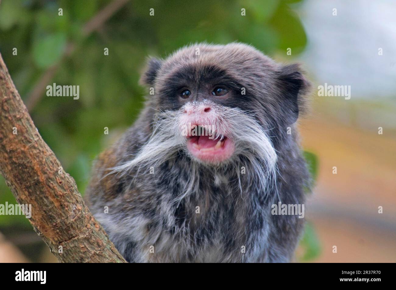 Caesarean tamarin, emperortamarins (Saguinus imperator), monkeys ...