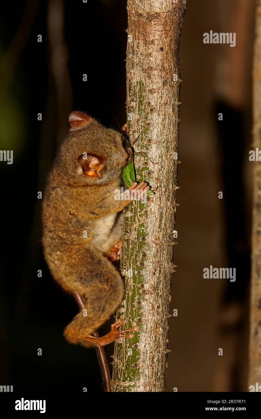 Spectral tarsier tarsius tarsier hi-res stock photography and images ...