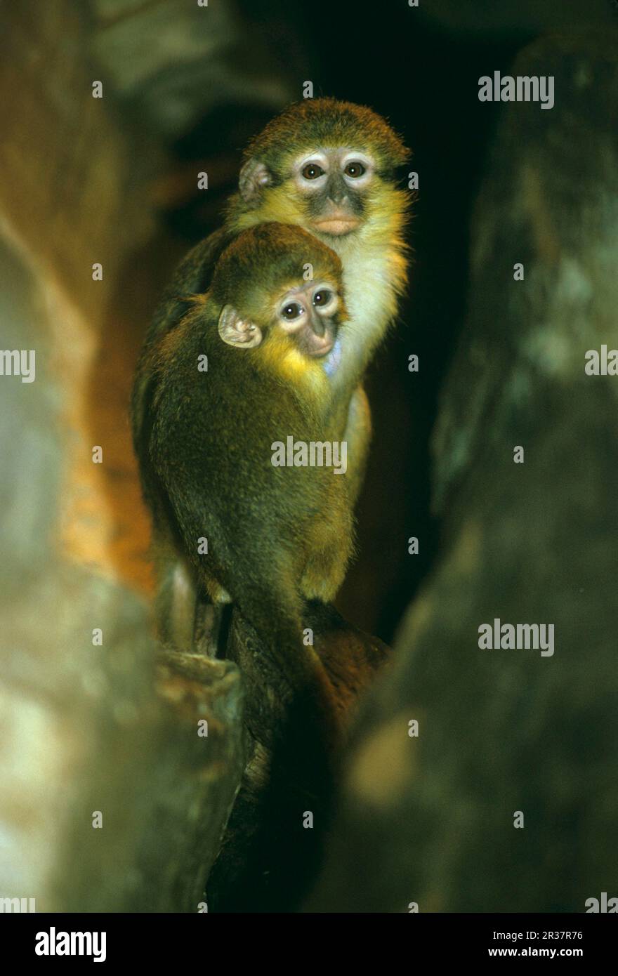 Angolan talapoin (Miopithecus talapoin), Southern pygmy guenons, guenon ...