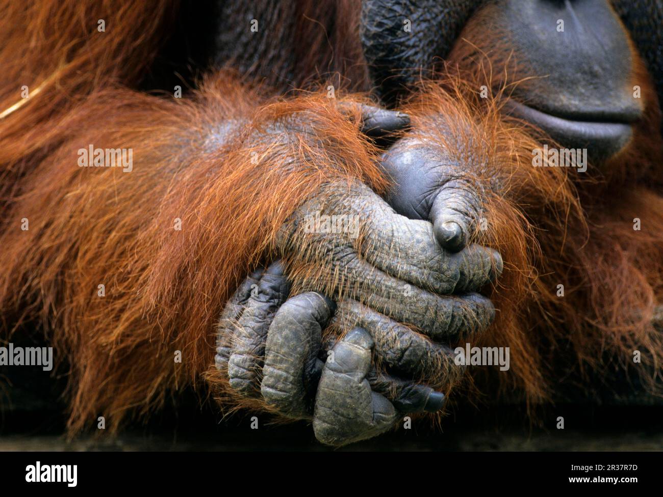 Orang bornean orangutan (Pongo pygmaeus) close-up of folded hands Stock ...