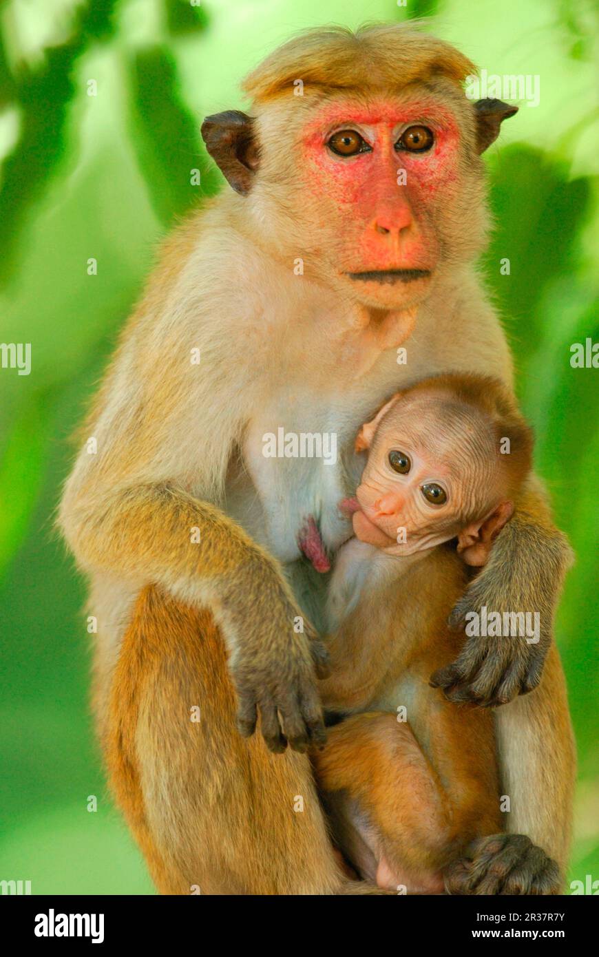 Toque Macaque (Macaca sinica) mother with baby suckling, Yala West N. P ...