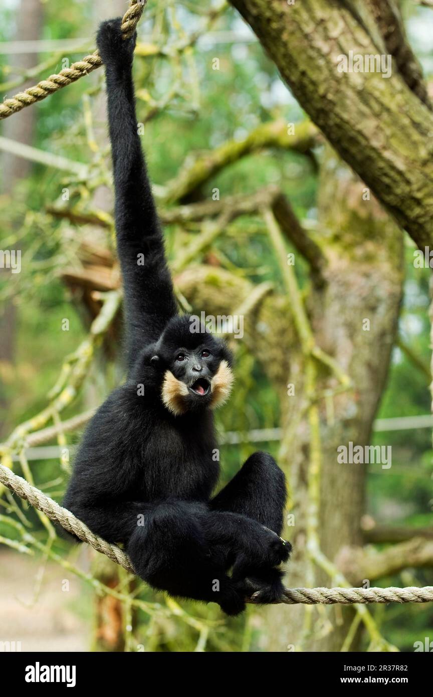 Yellow-cheeked gibbon, Yellow-cheeked gibbon, Yellow-cheeked gibbons ...