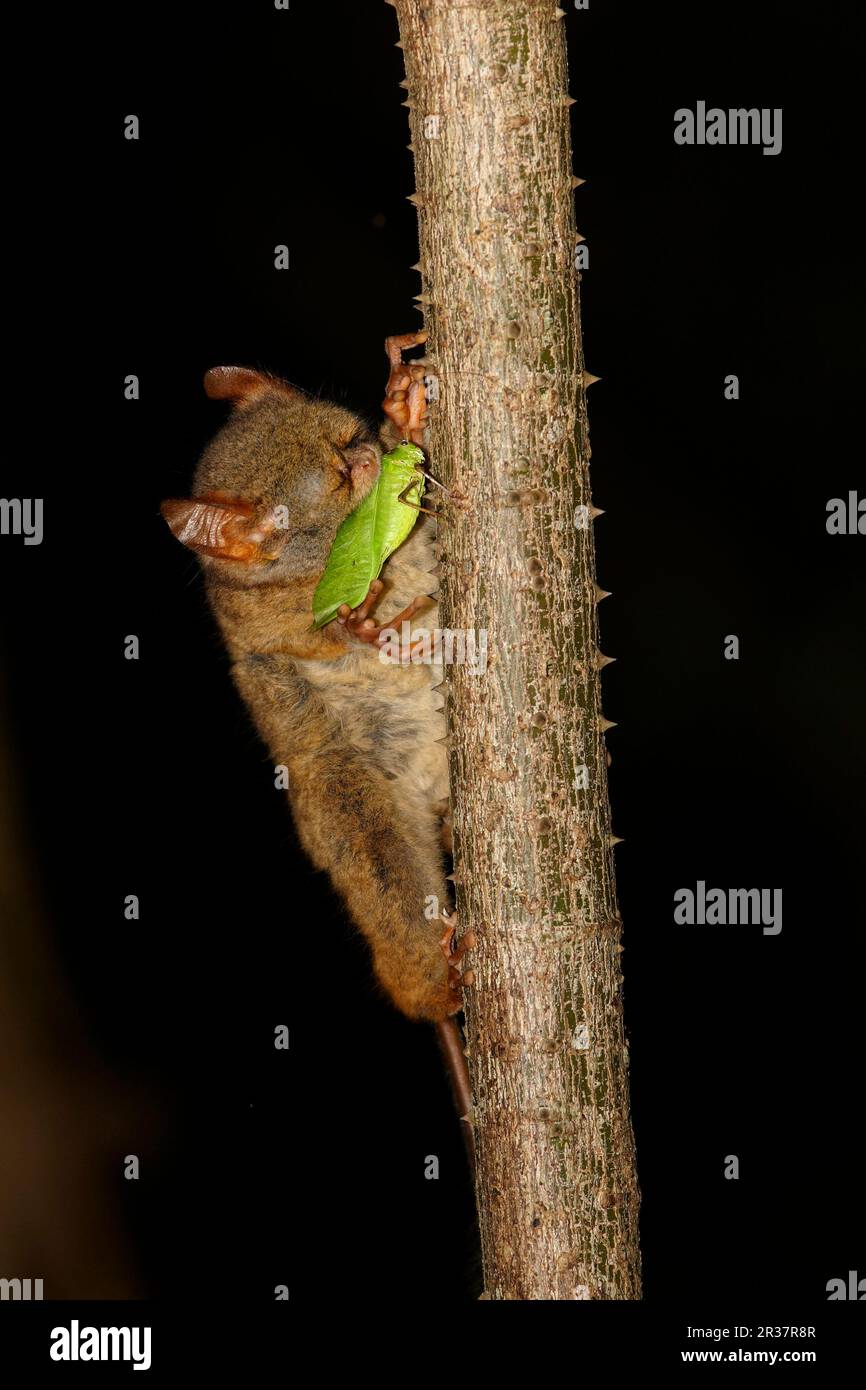 Spectral tarsier tarsius tarsier hi-res stock photography and images ...