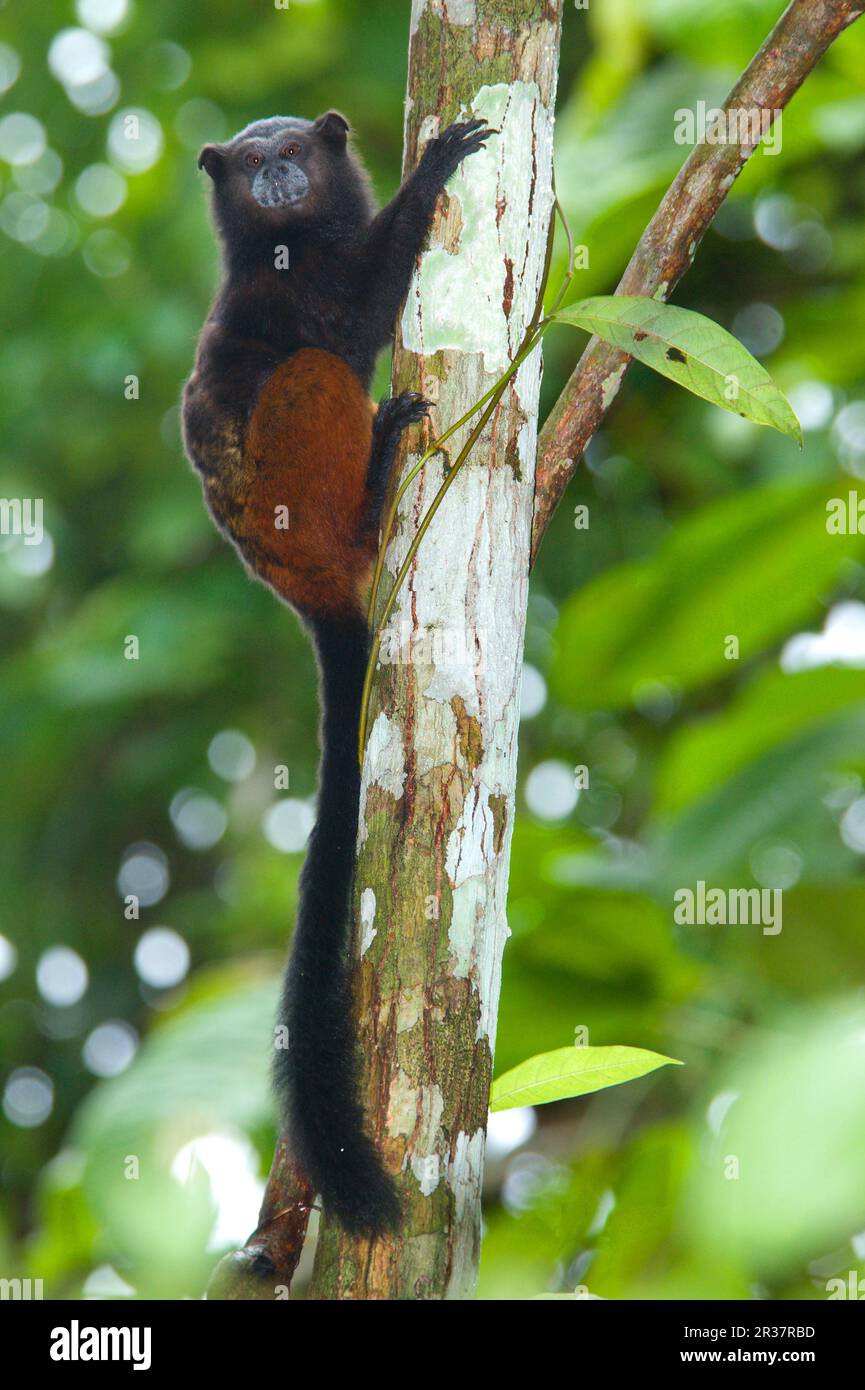 Brown-mantled tamarin (Saguinus fuscicollis), Brown-backed tamarins ...