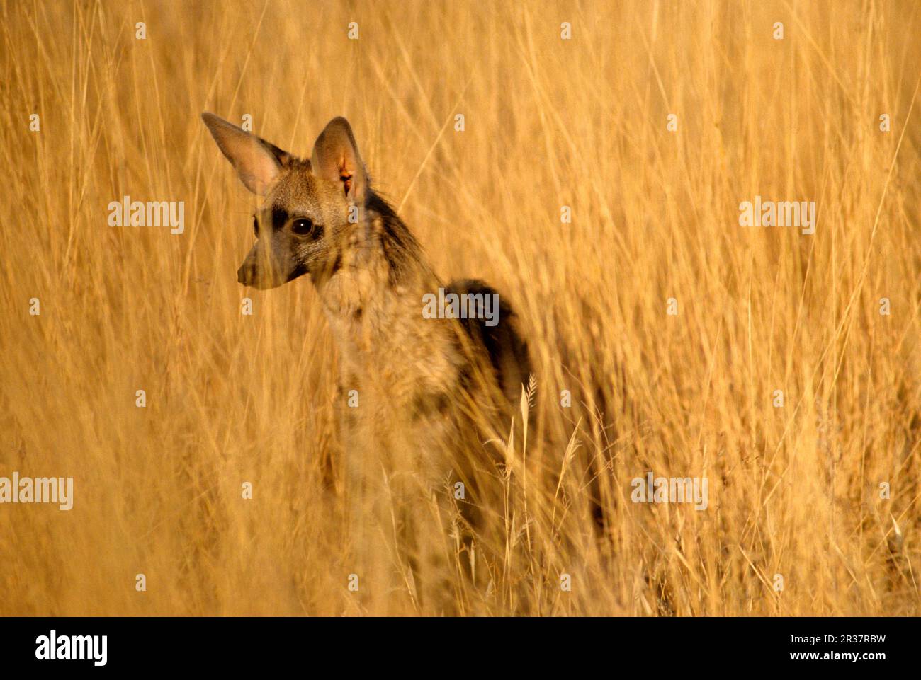 Aardwolf, aardwolves (Proteles cristatus), dog-like, predators, mammals ...