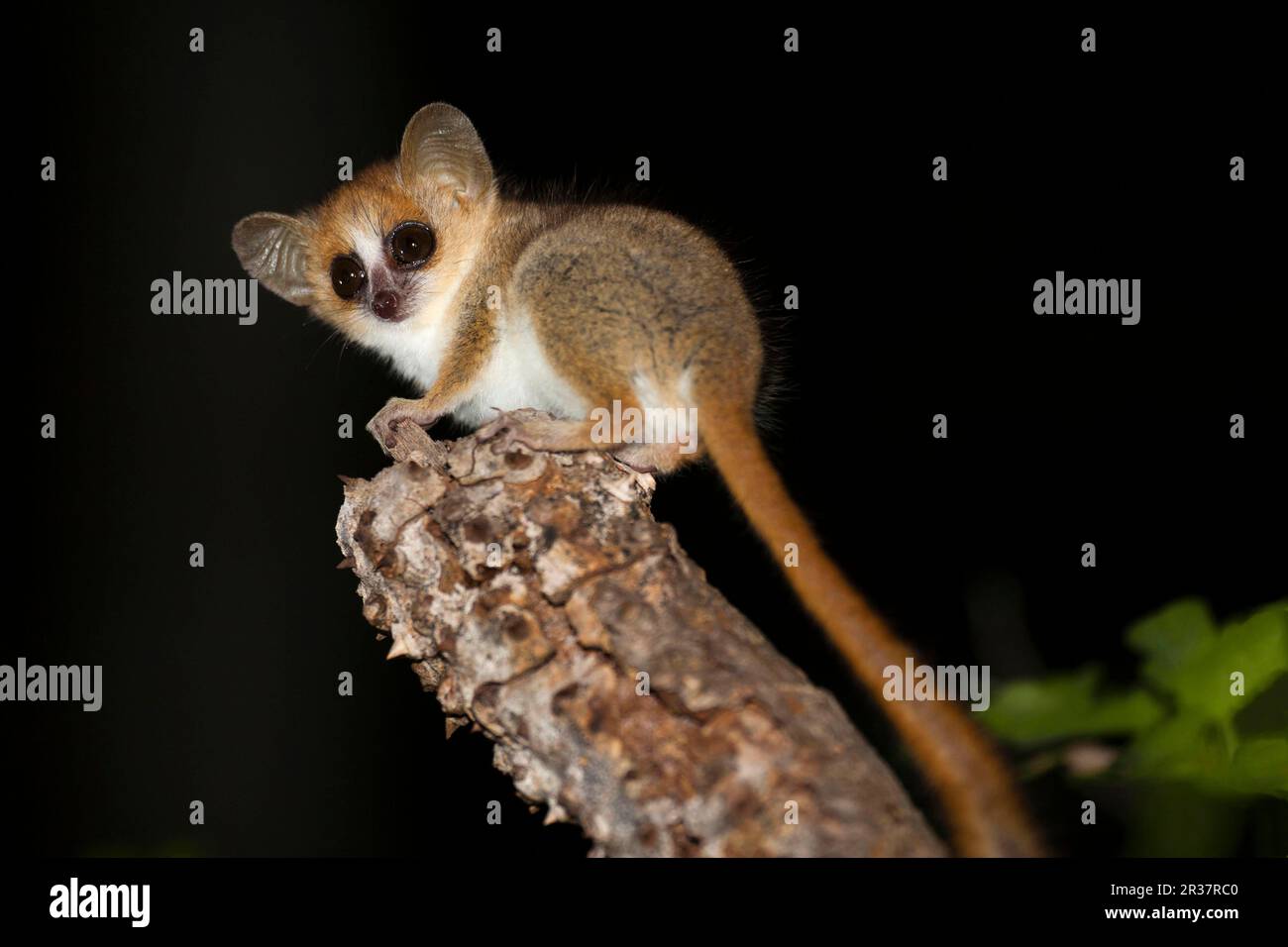 Reddish Gray Mouse Lemur