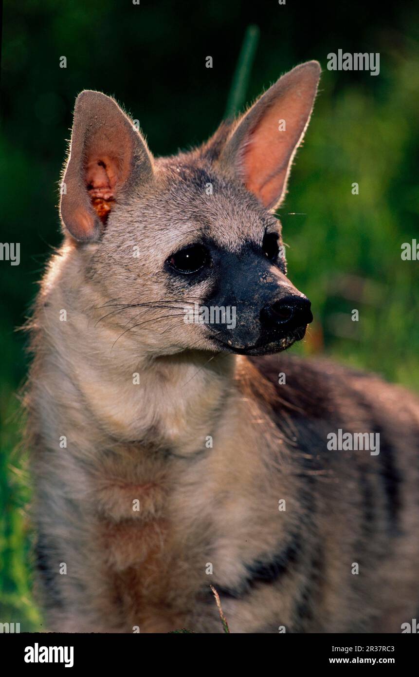 Aardwolf hi-res stock photography and images - Alamy