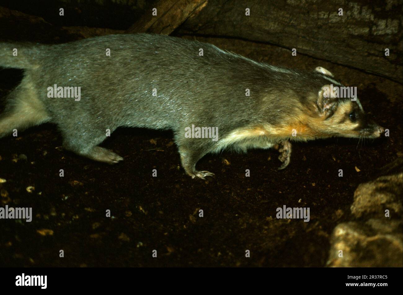 Chinese ferret-badger (Melogale moschata), Chinese sun badger, marten ... Chinese ferret-badger (Melogale moschata), Chinese sun badger, marten ...