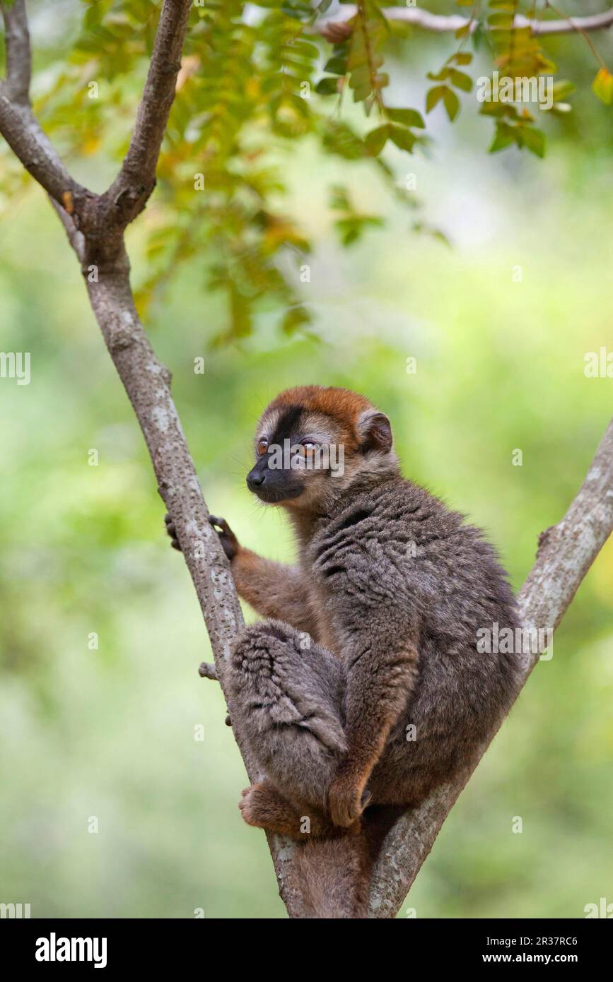 Red-fronted brown red-fronted lemur (Eulemur rufifrons) adult, sitting ...