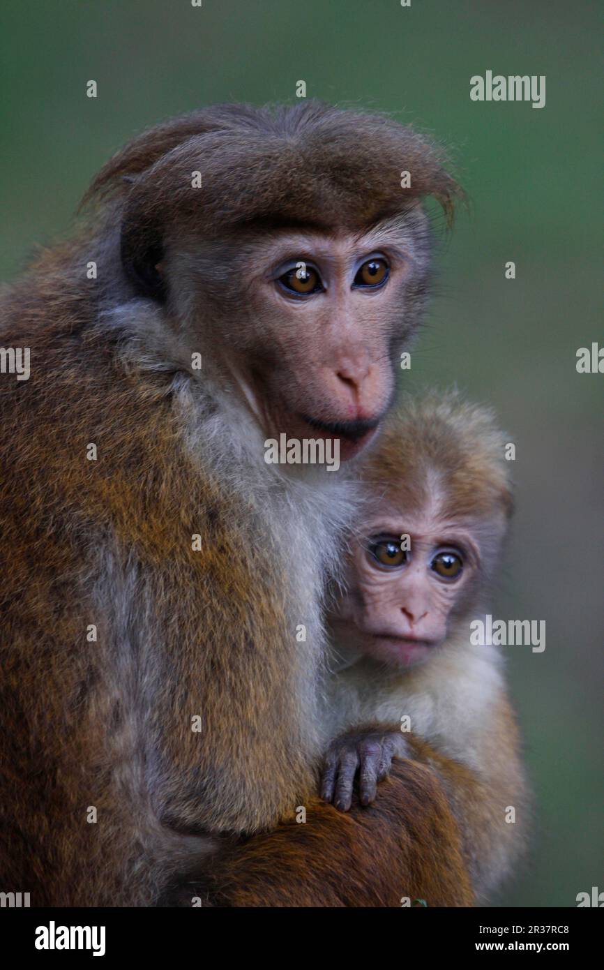 Ceylon Hat Monkey, Ceylon Hat Monkeys, monkeys, macaques, primates ...