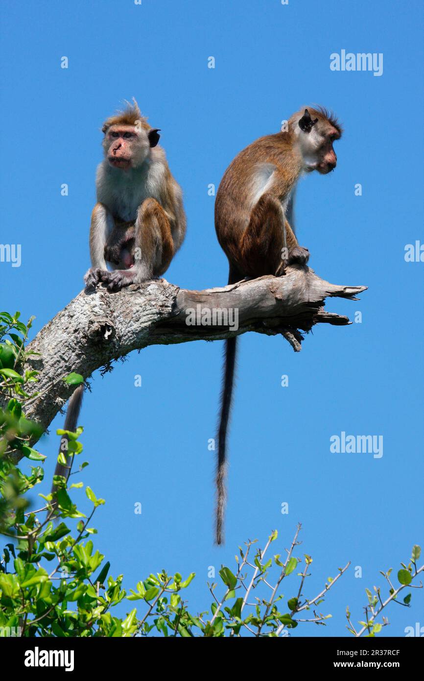 Ceylon hat monkey, Ceylon hat monkeys, monkeys, macaques, primates ...