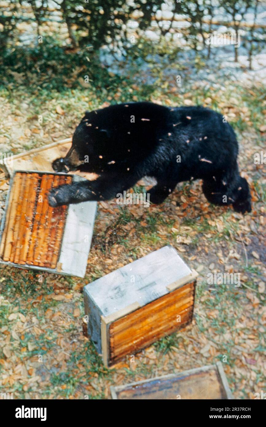 American Black Bear (Ursus americanus), american black bear, bears ...