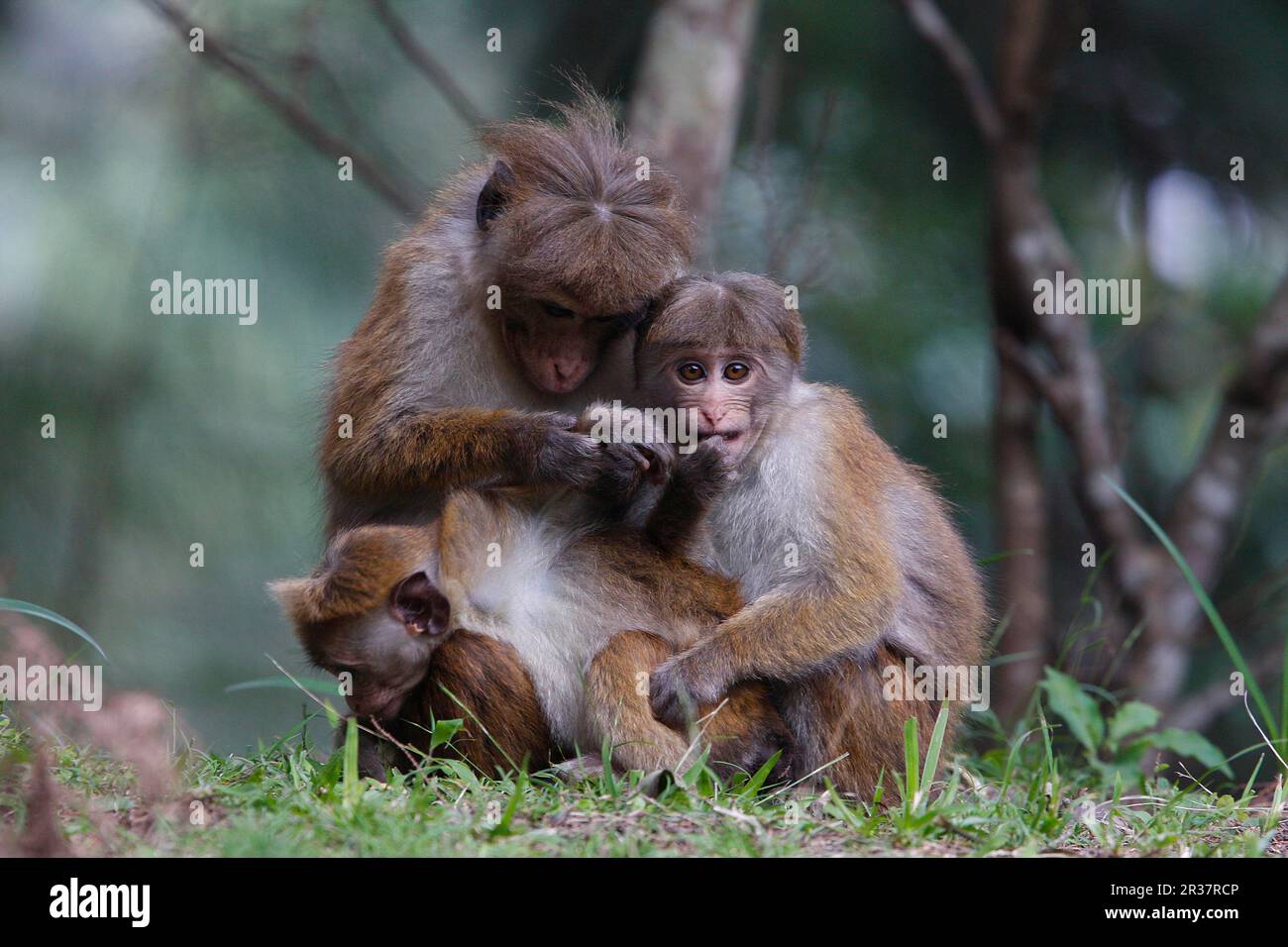 Ceylon Hat Monkey, Ceylon Hat Monkeys, monkeys, macaques, primates ...