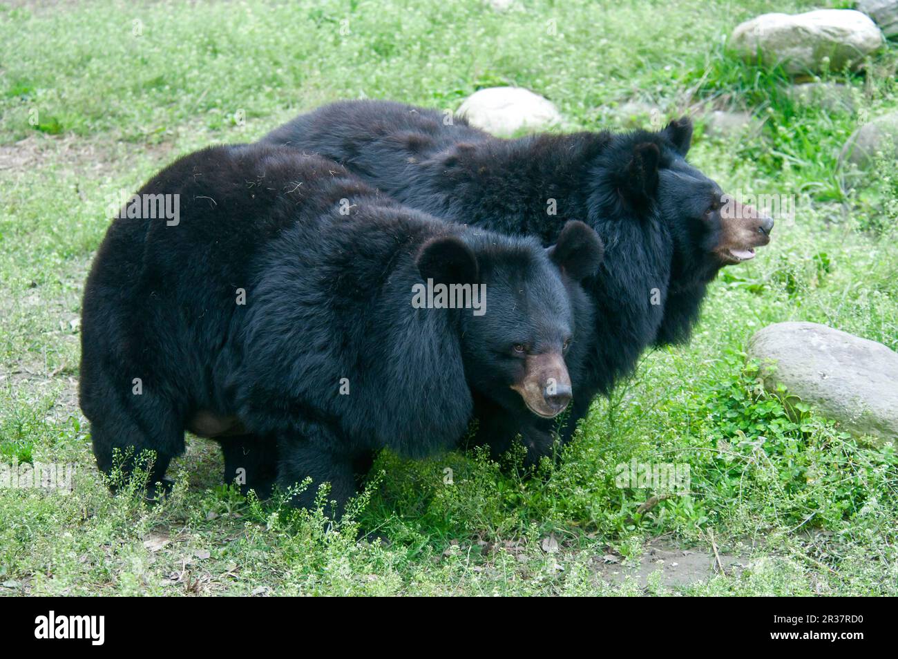 Asiatic Black Bear (Ursus thibetanus) two adults, standing together ...