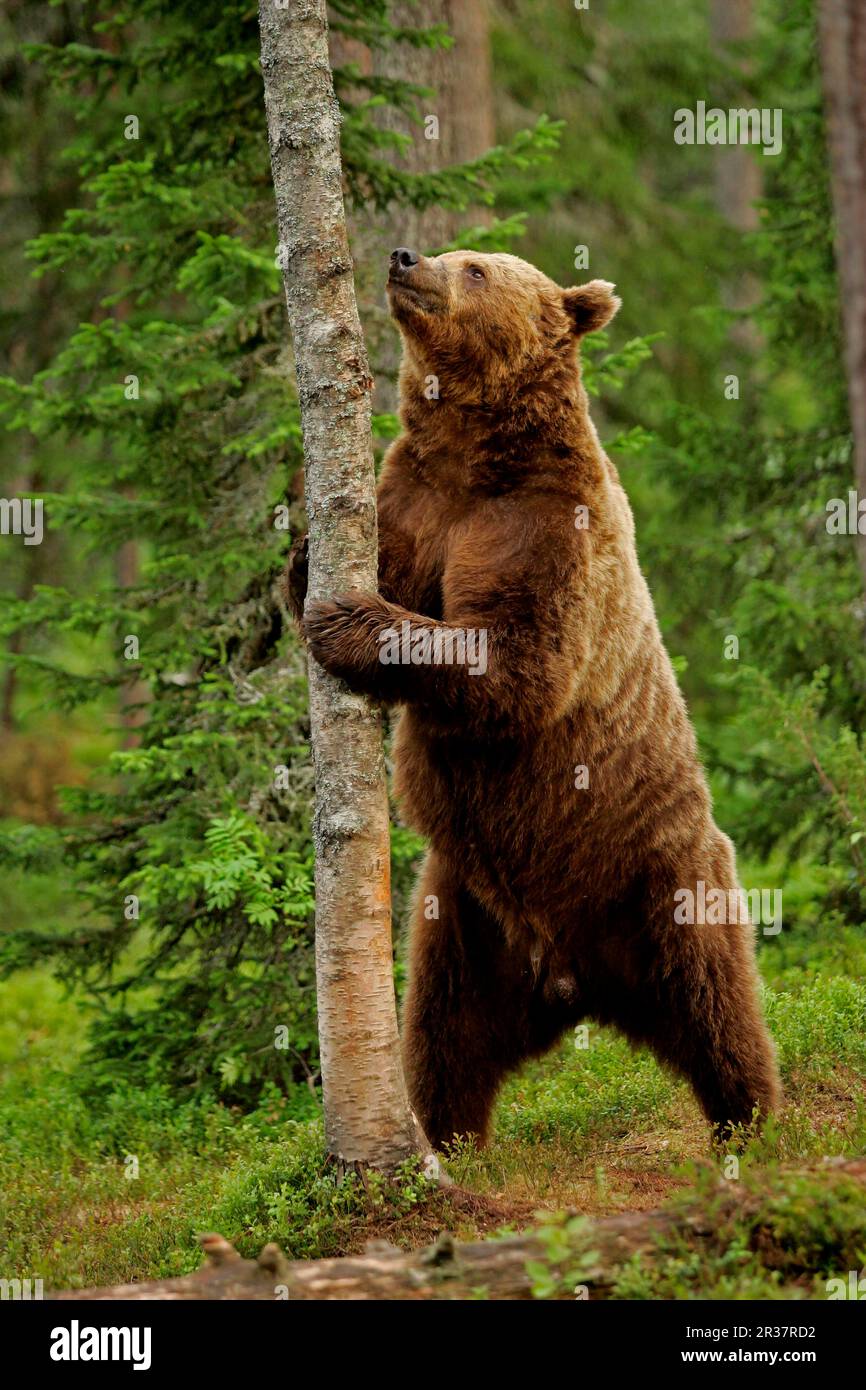 European Brown Bear, European brown bears (Ursus arctos), European ...