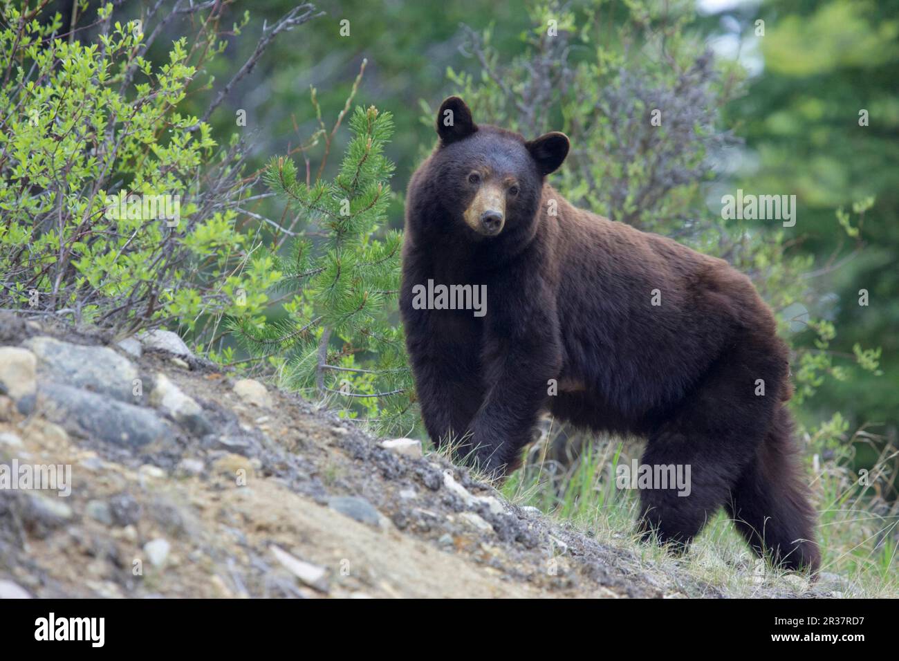 American Black Bear (Ursus americanus), american black bear, bears ...