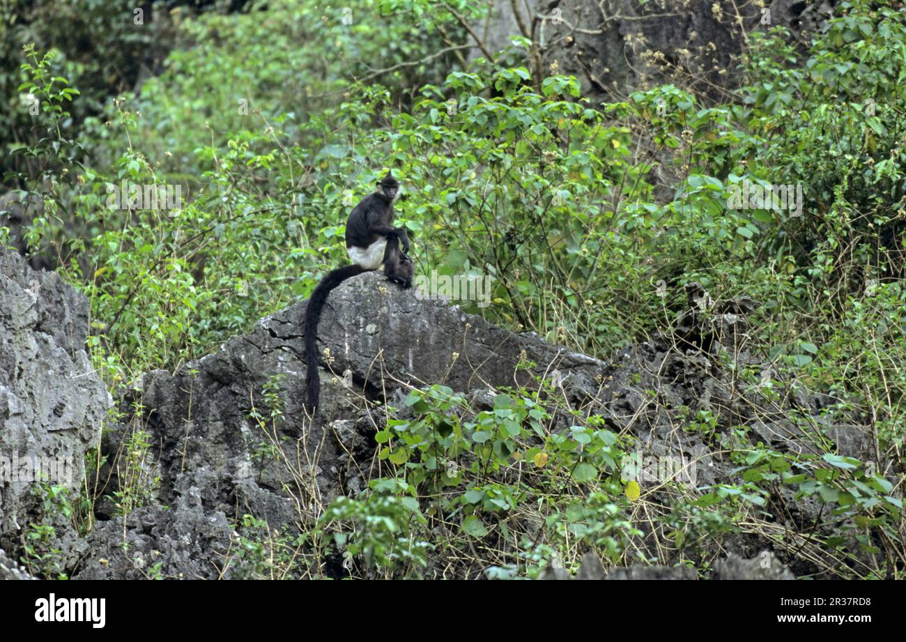 Delacour's Black Langur, Pandalangur, Delacour's Black Langurs ...