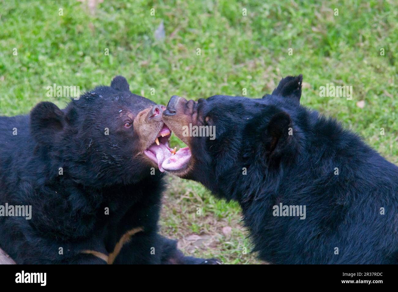 Asiatic Black Bear (Ursus thibetanus) two adults, play-fighting, close ...