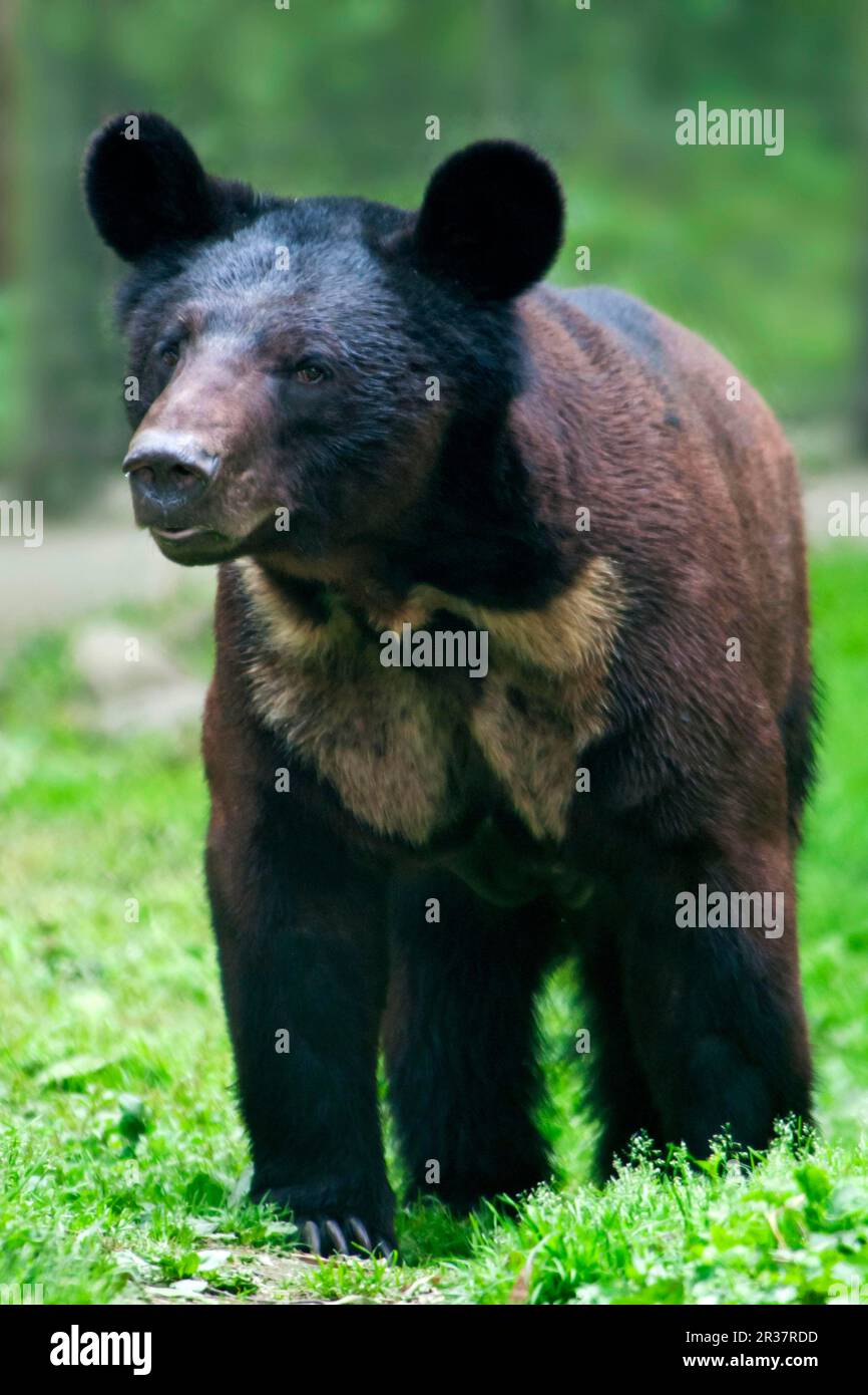 Asiatic Black Bear (Ursus thibetanus) x Brown Bear (Ursus arctos ...