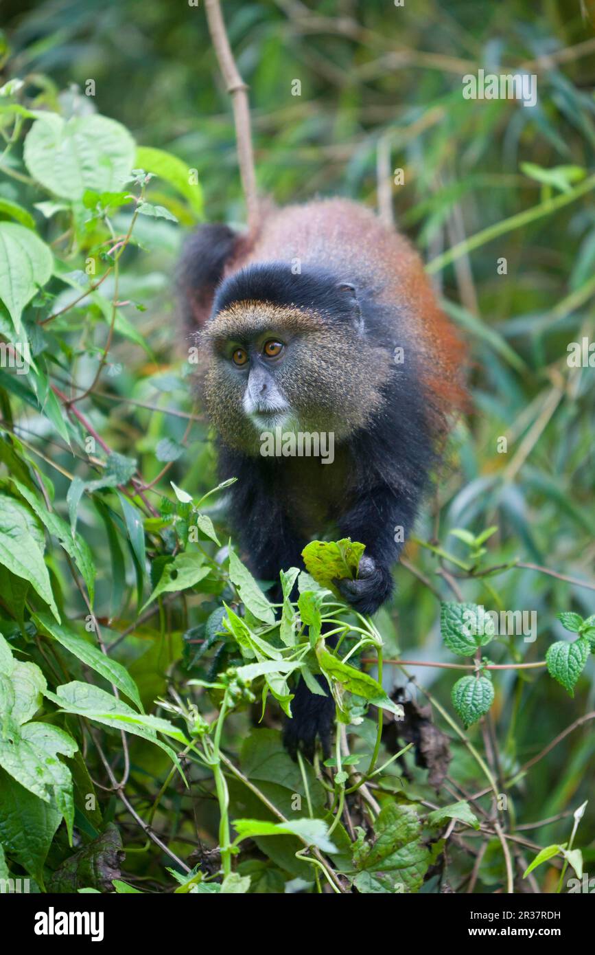 Golden monkey virunga mountains hi-res stock photography and images - Alamy