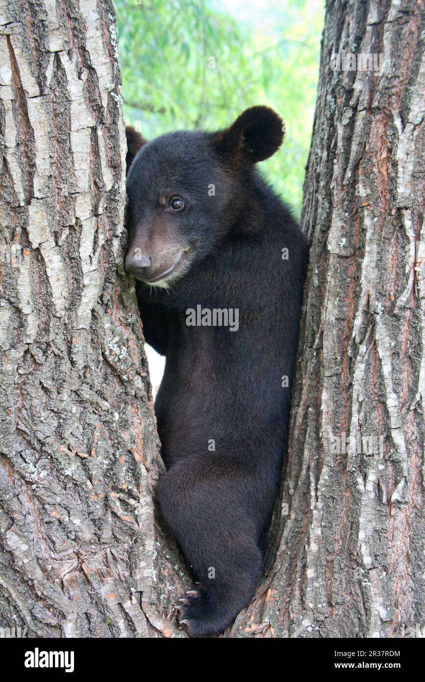 Asiatic black bear (Selenarctos thibetanus) four-month-old young ...