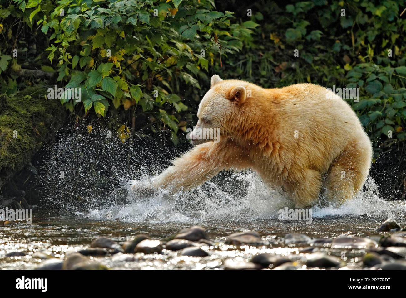American Black Bear 'Spirit (Ursus americanus kermodei) Bear' white ...
