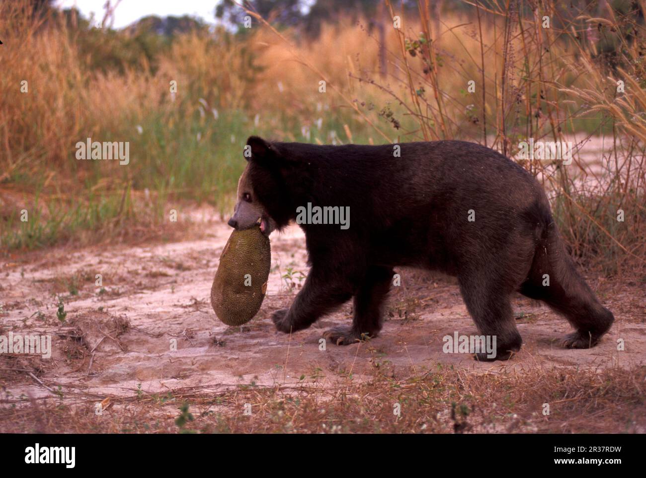Asiatic black bear (Selenarctos thibetanus) with jackfruit, in ...