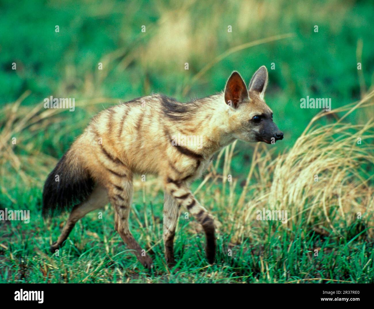 Aardwolf, aardwolves (Proteles cristatus), dog-like, predators, mammals ...