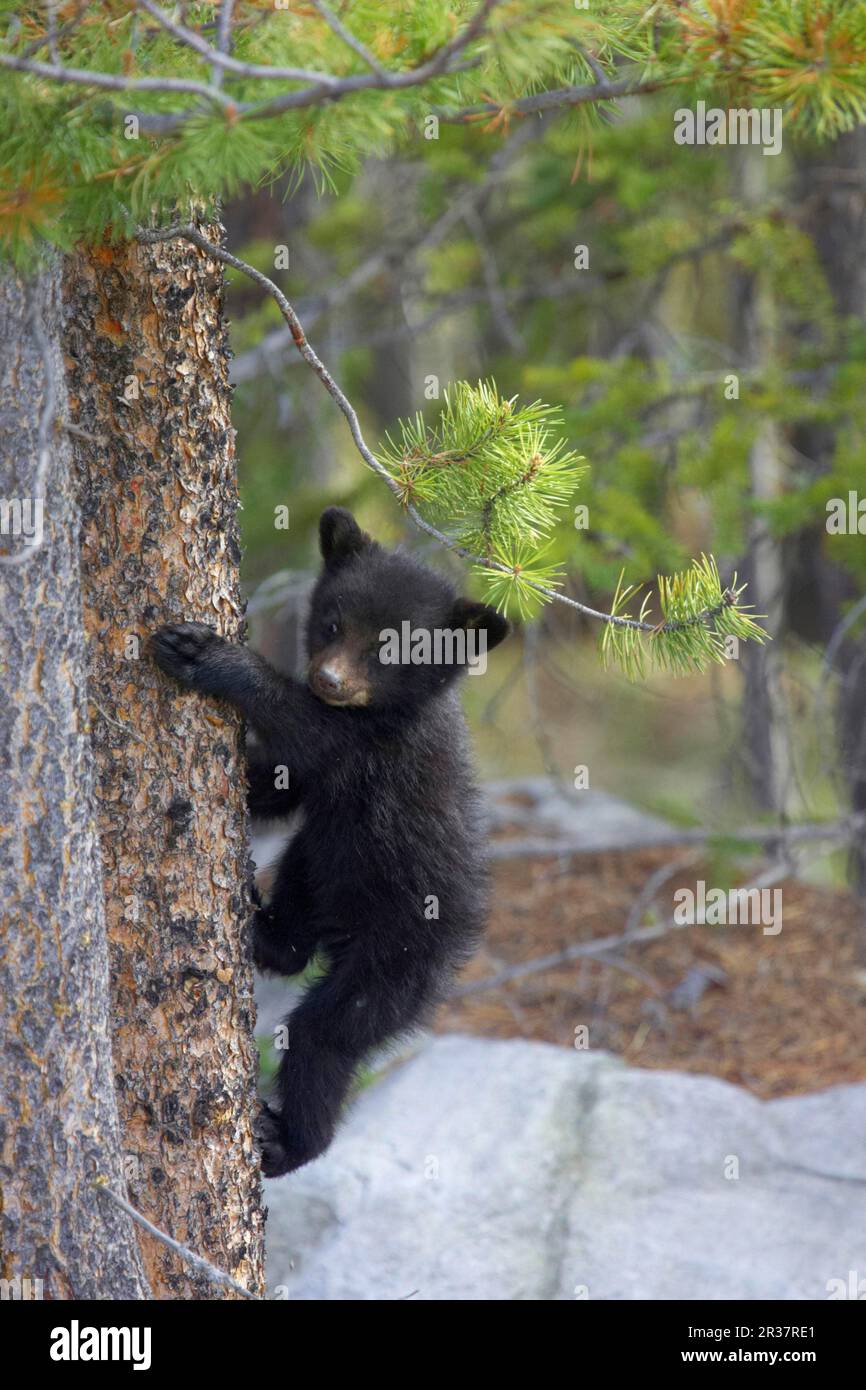 American Black Bear (Ursus americanus), american black bear, bears ...