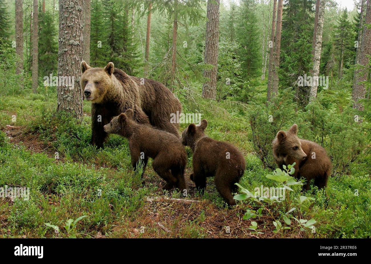 European Brown Bear, European brown bears (Ursus arctos), European ...